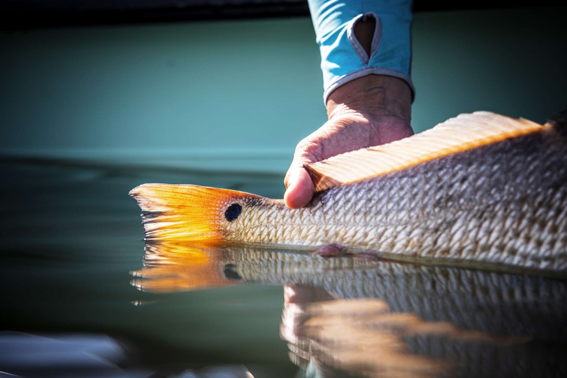Tailwaters Fly Fishing - Texas' Fly Shop and Fly Fishing Travel Leader