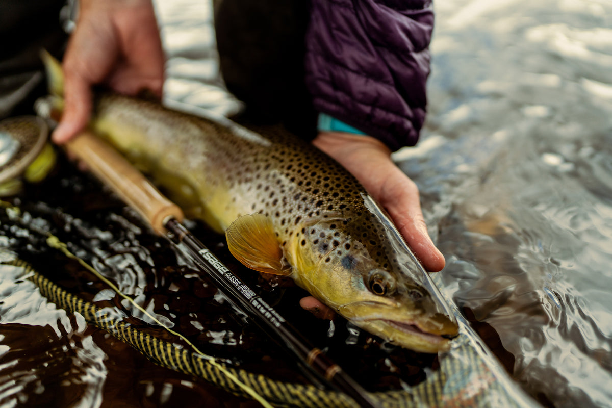 Sage Fly Rods | Tailwaters Fly Fishing