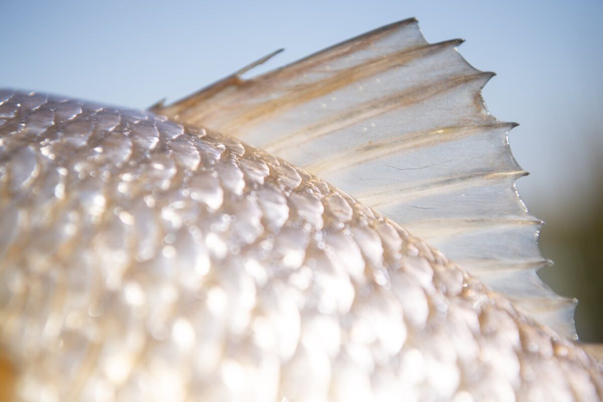 Fly Fishing for Redfish in Louisiana [The Ultimate Guide] - Tailwaters ...