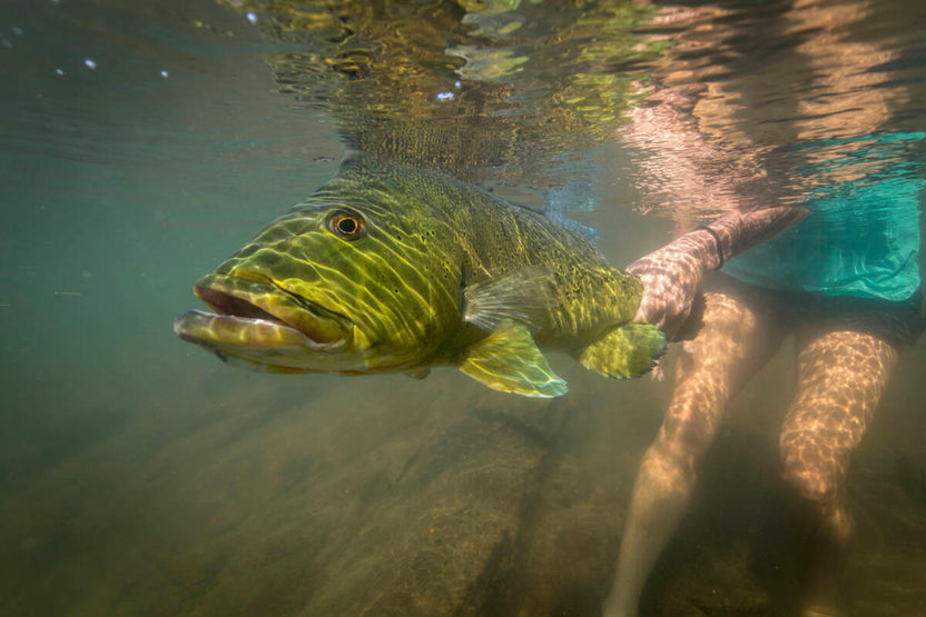 Freshwater Fly Fishing Destinations – Tailwaters Fly Fishing