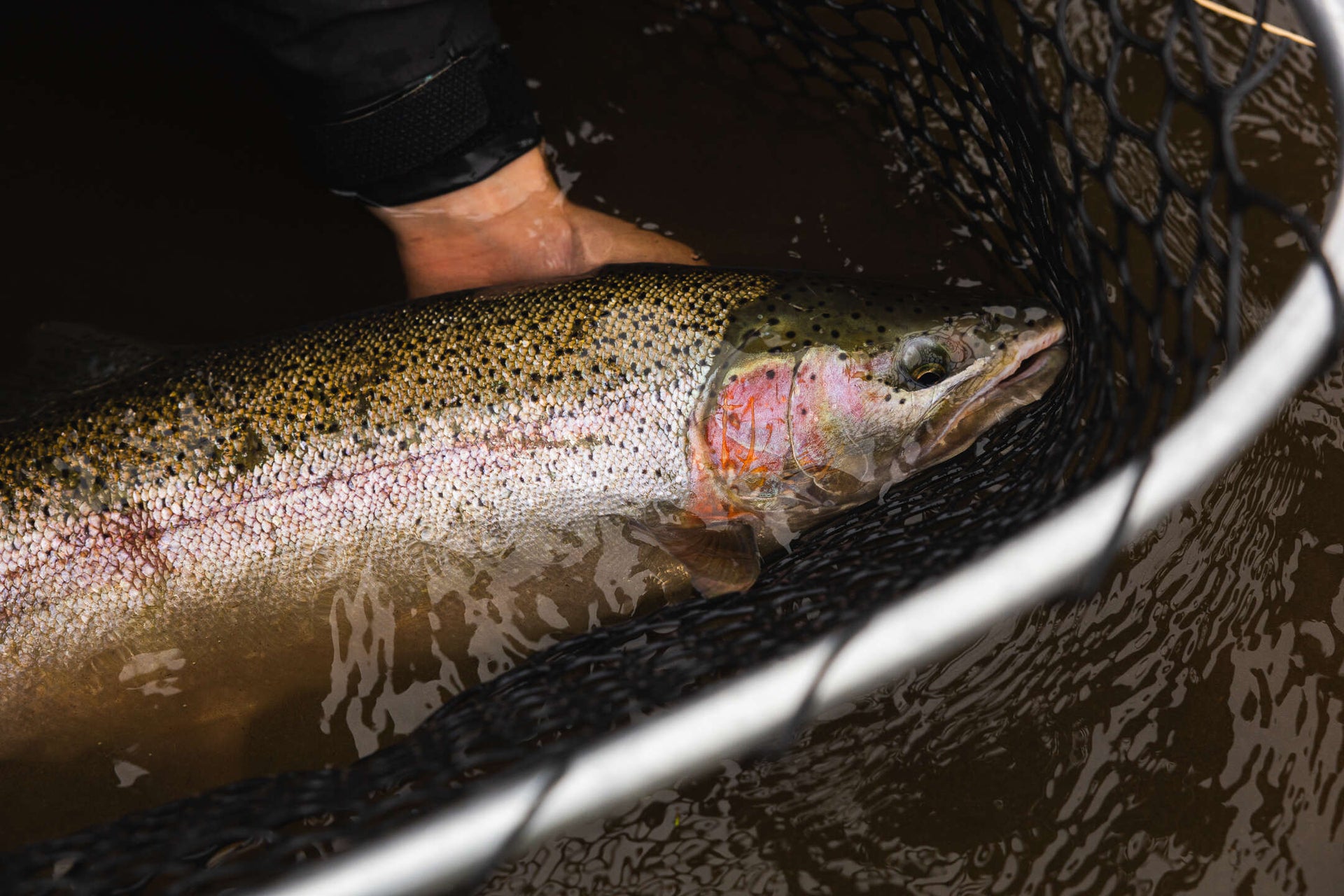Fish Alaska Steelhead Company – Tailwaters Fly Fishing