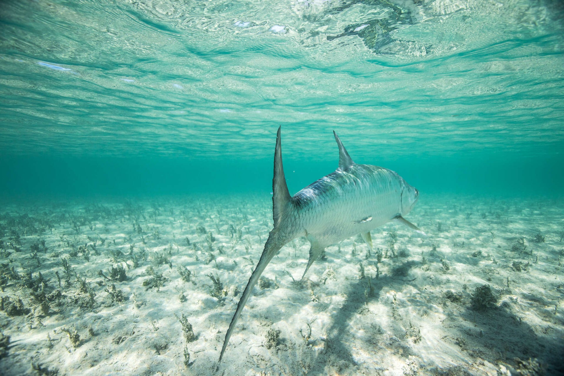 Fish Abaco Lodge – Tailwaters Fly Fishing